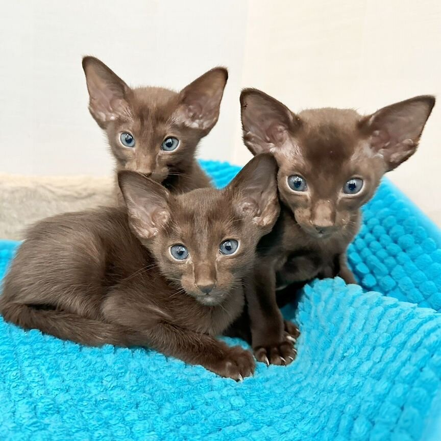 Ориентальные котята