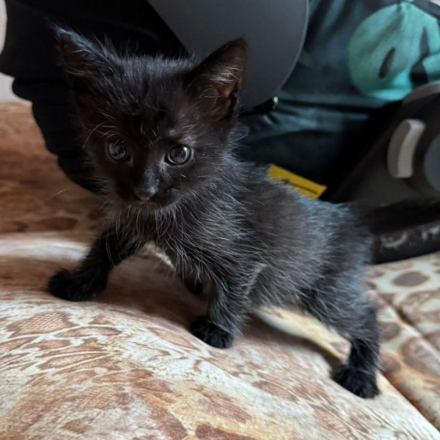 Котенок в добрые руки