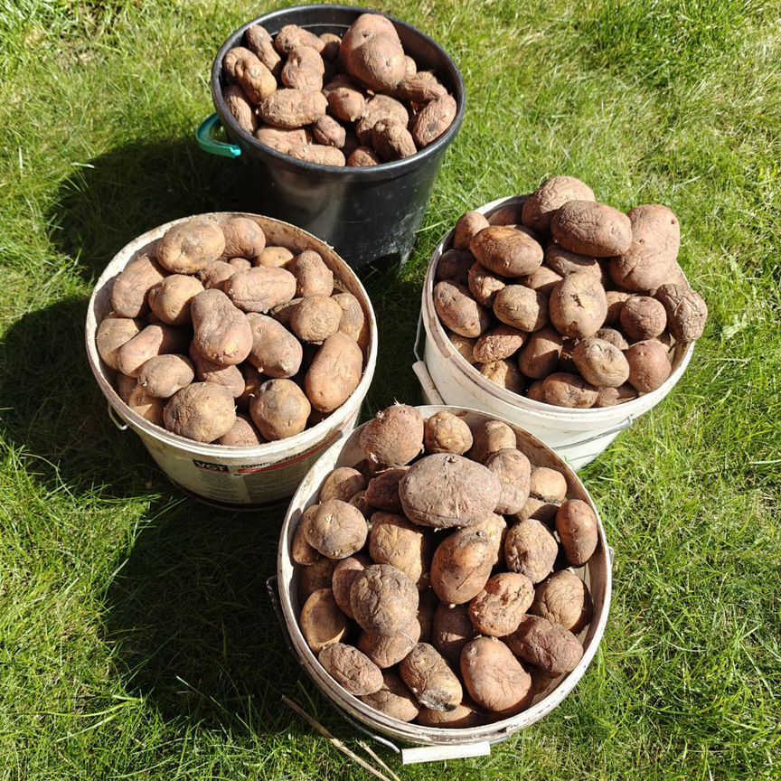 Картофель на корм скоту