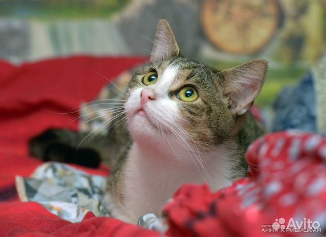 Ищем дом для молодого кота спасенного с улицы