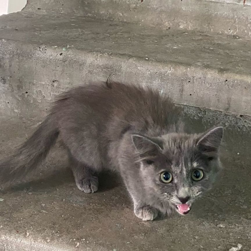 Котёнок в добрые руки