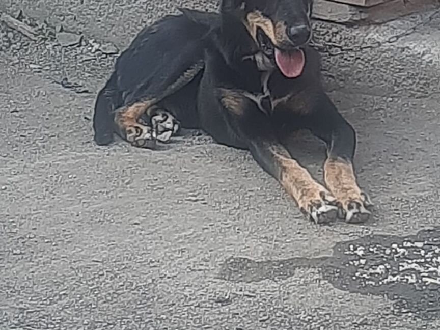 Собака в добрые руки отдам бесплатно