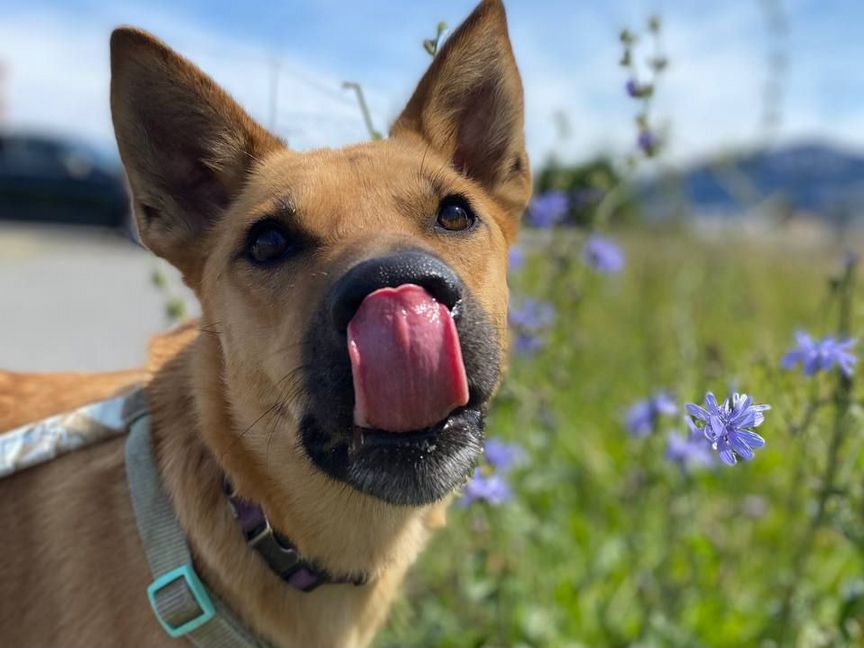 Обаятельный Чук ищет дом