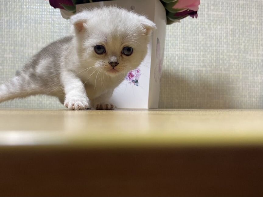 Шотландские котята