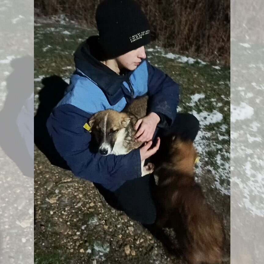 Стерилизованные щенки-подростки