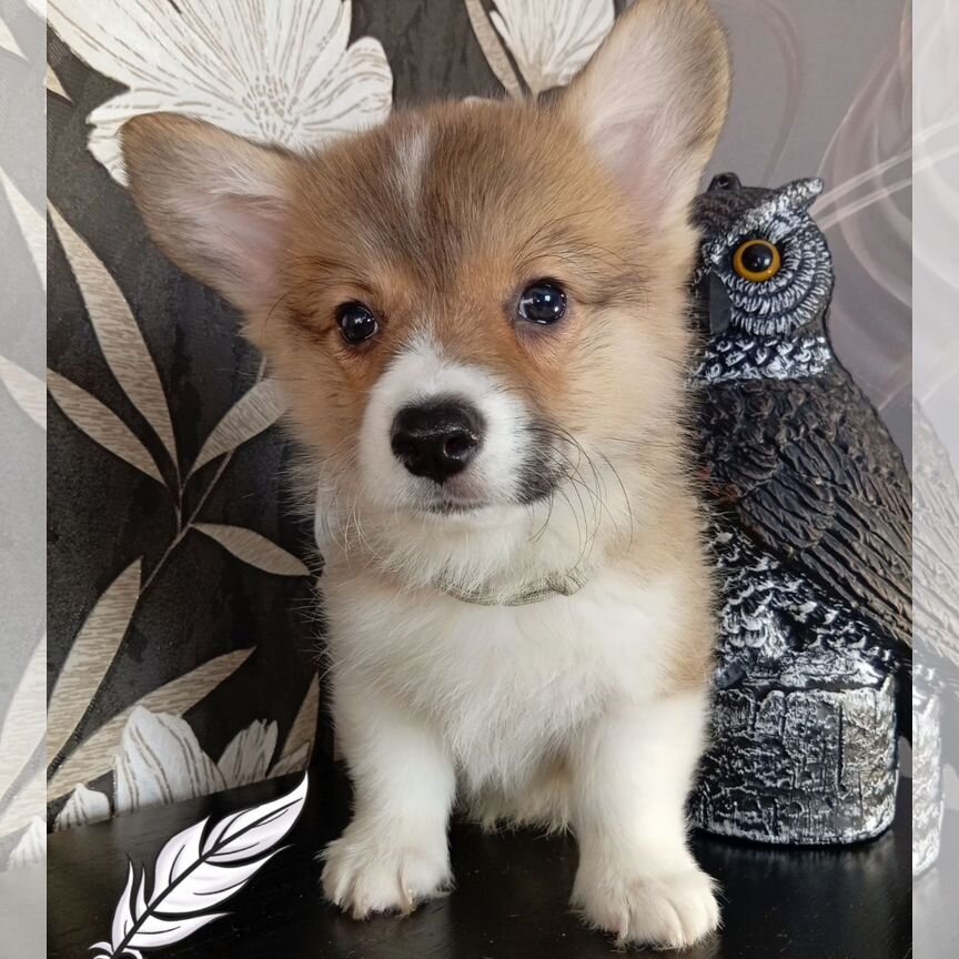 Вельш Корги Пемброк, щенок