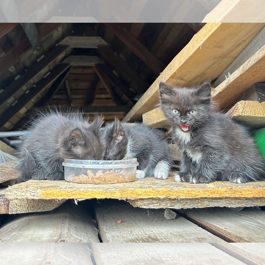 Котята в добрые руки