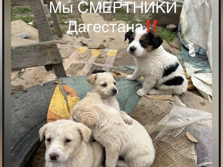 Щенки в добрые руки даром