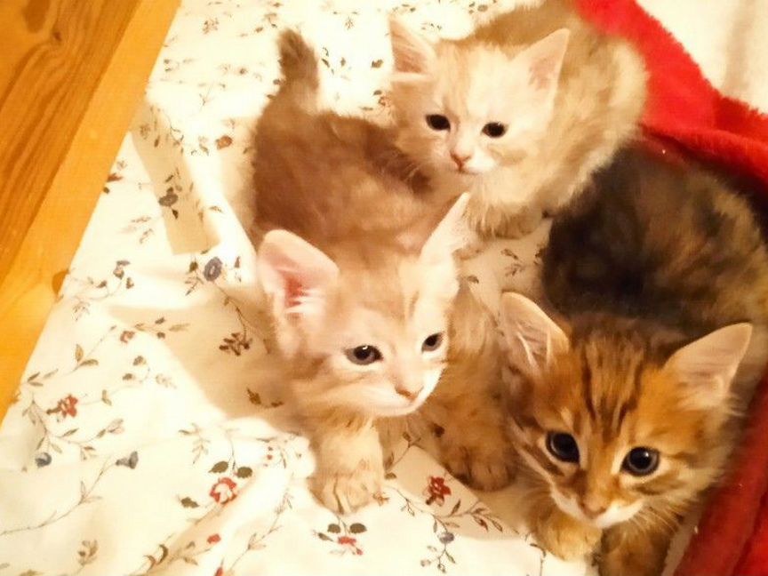 Сибирские котята в добрые руки