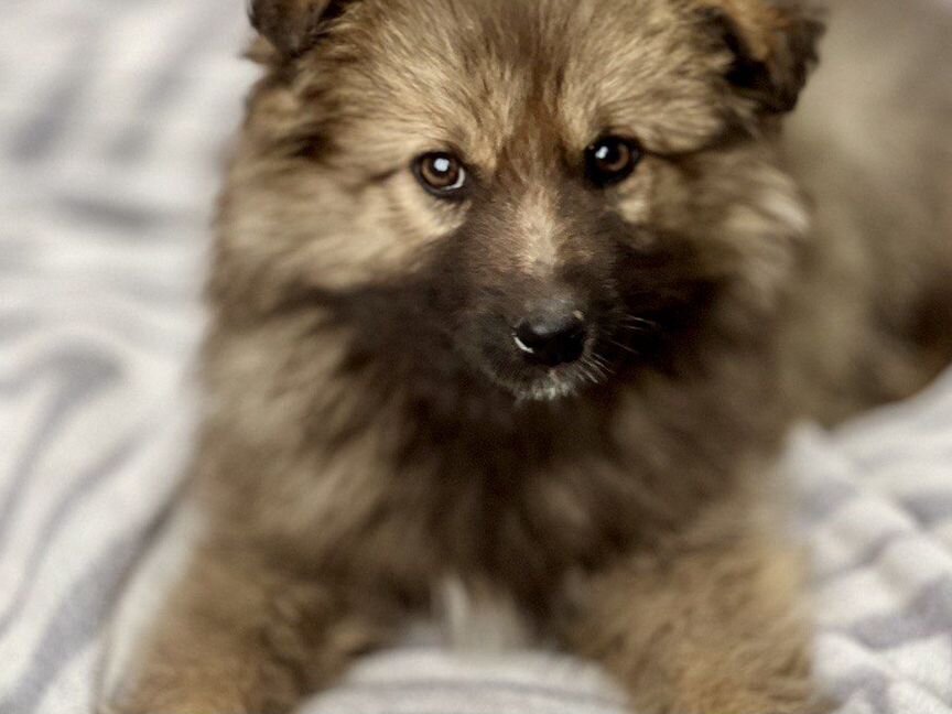 Щенок 3 месяца ответственным людям