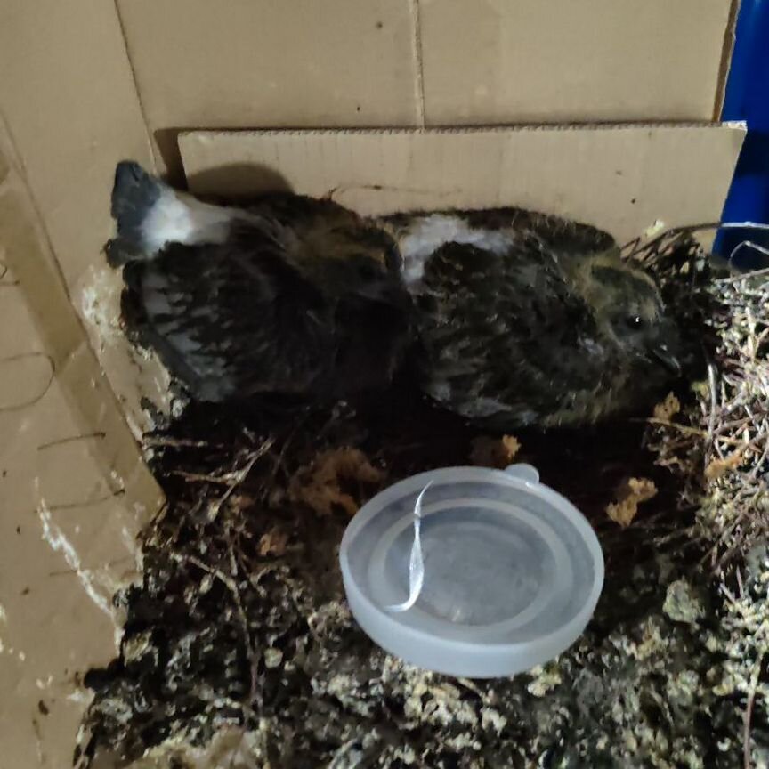 Птенцы голубя в хорошие руки