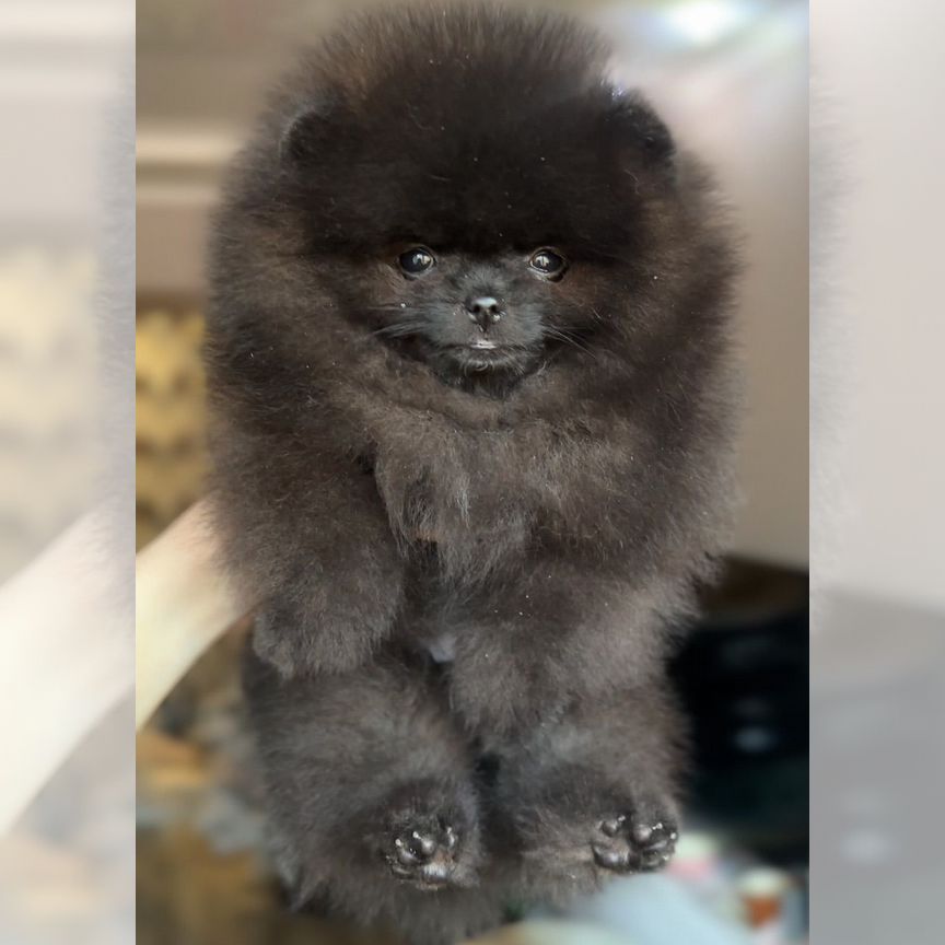 Померанскиц шпиц черный мальчик