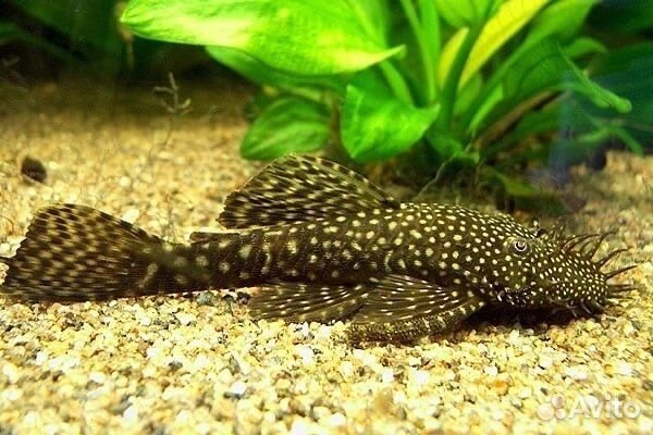 Сом анциструс