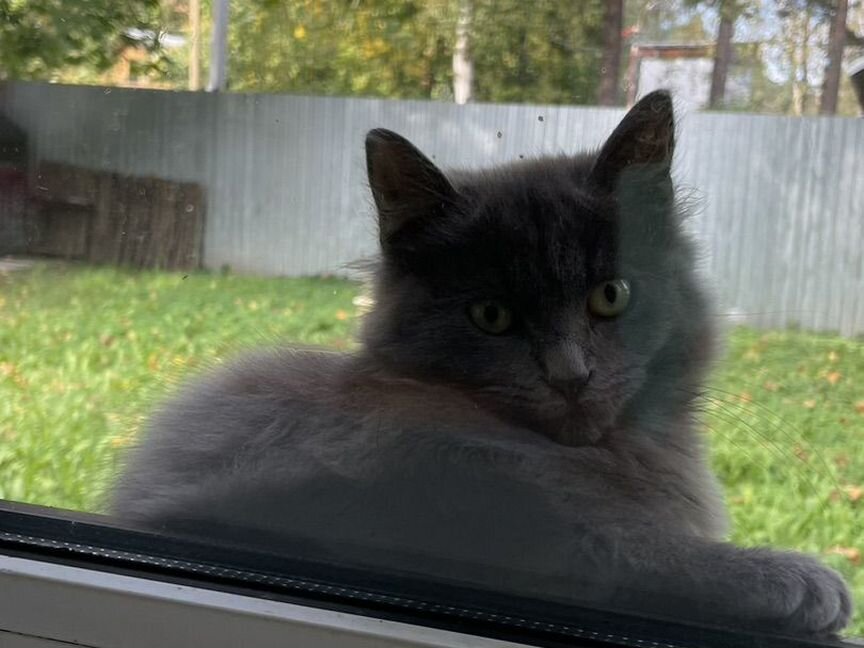 Кот и кошка очень красивые