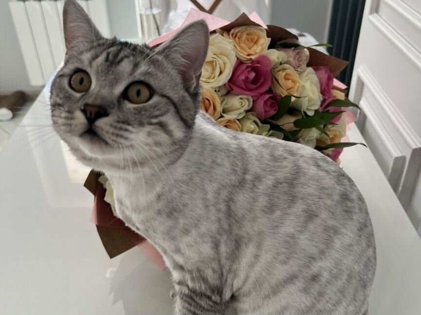 Британская прямоухая