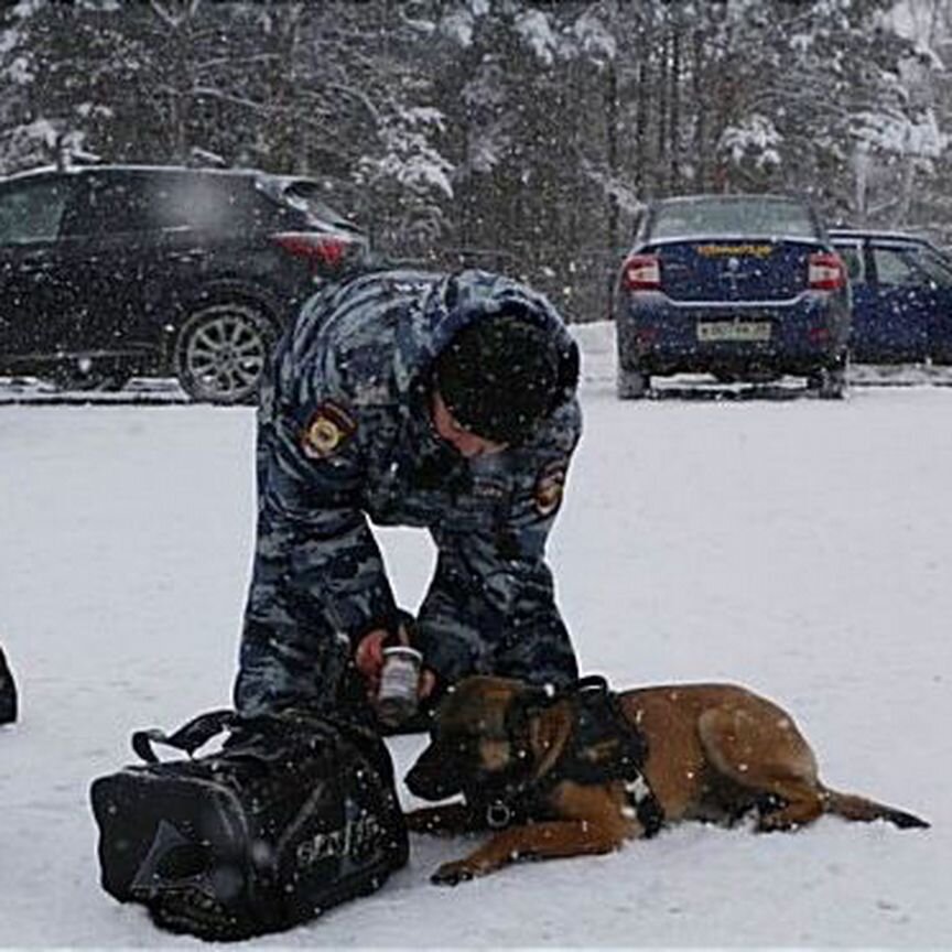 Пёс служебный