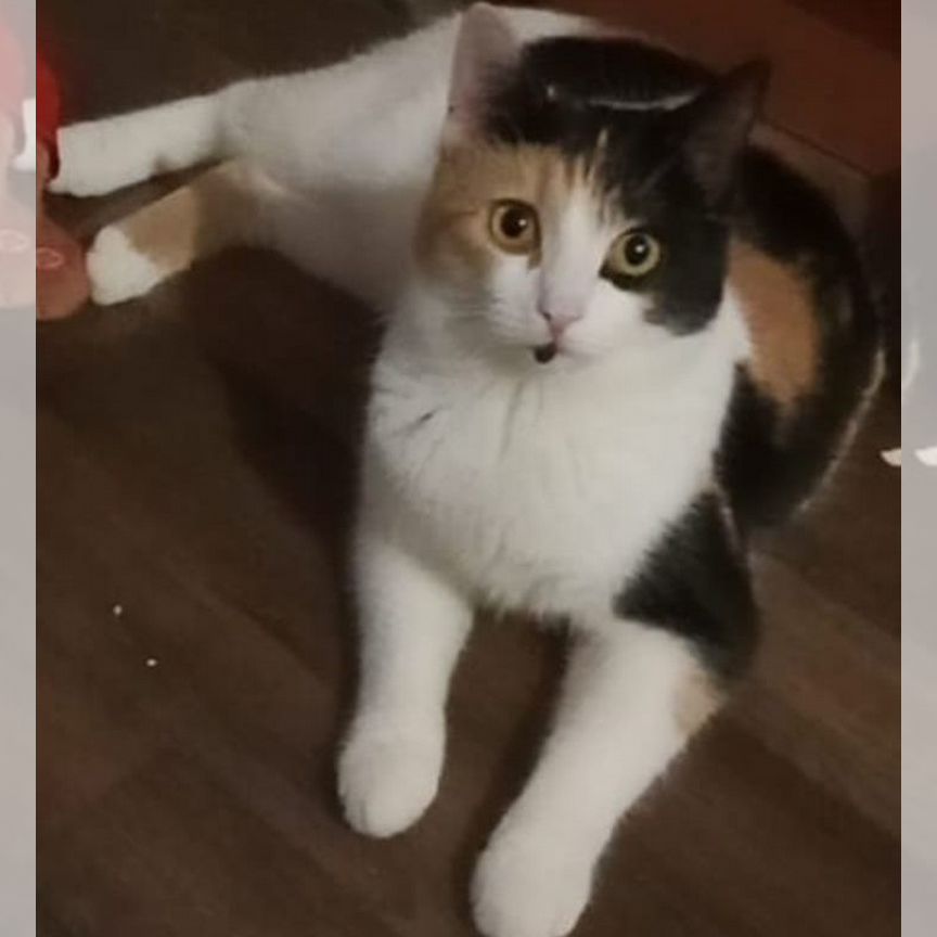 Взрослая, кошка в добрые руки