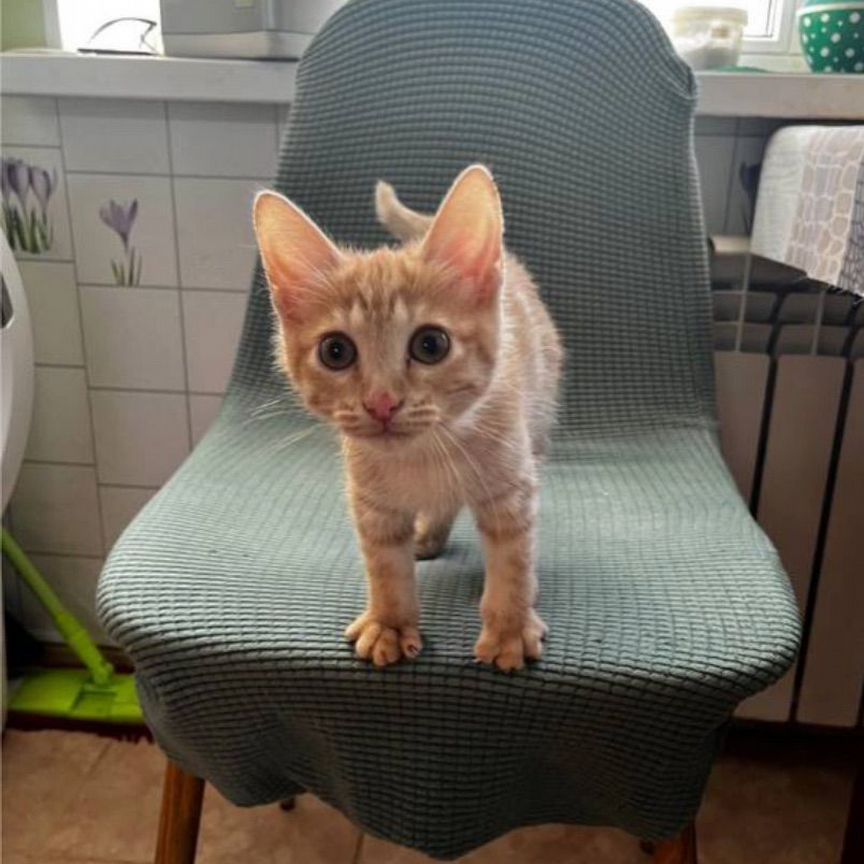 Рыжий котенок 3 месяца мальчик. Котята