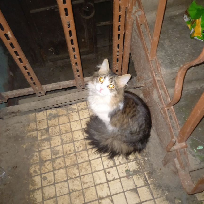Кошка
