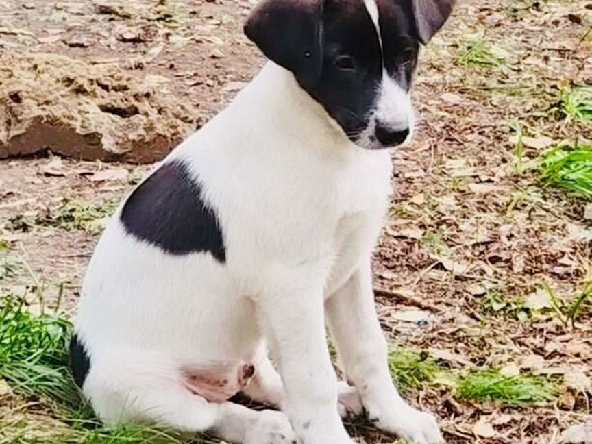 Бим в добрые руки