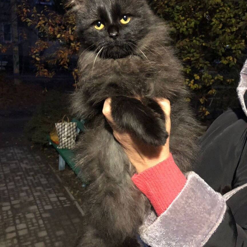 Кот ищет