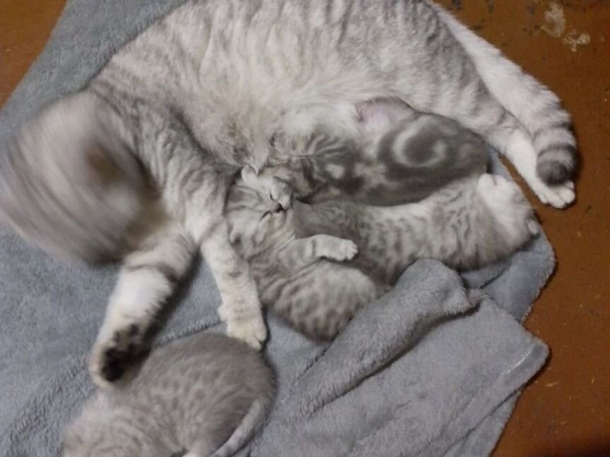 Британские котята серебристые