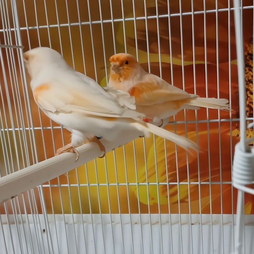 Кенара и канарейки овсяночного напева