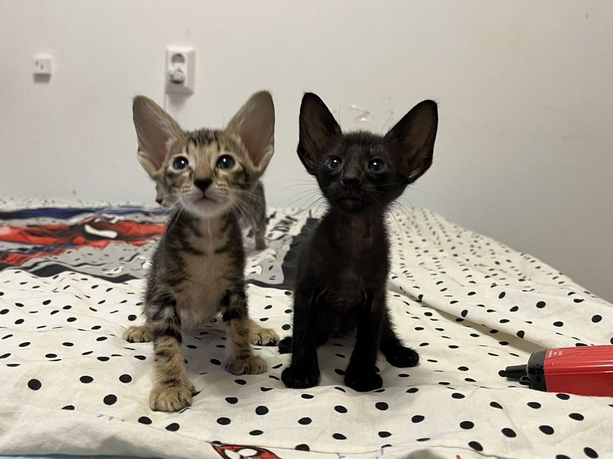 Ориентальные котята