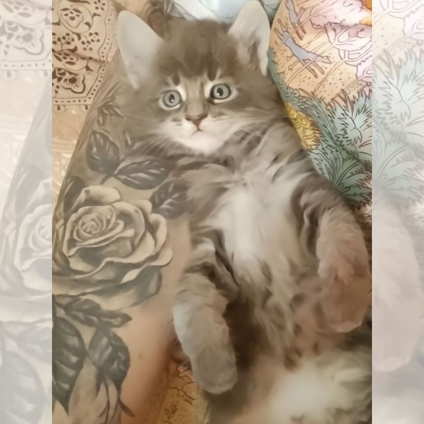 Мейн-кун котёнок