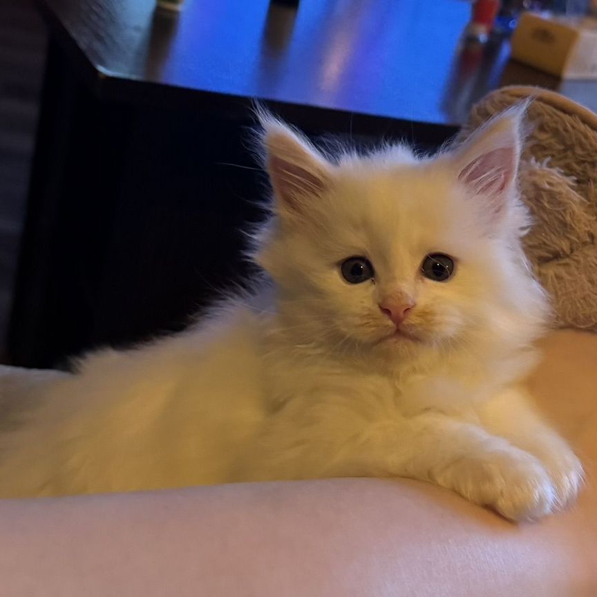 Мейн-кун котёнок