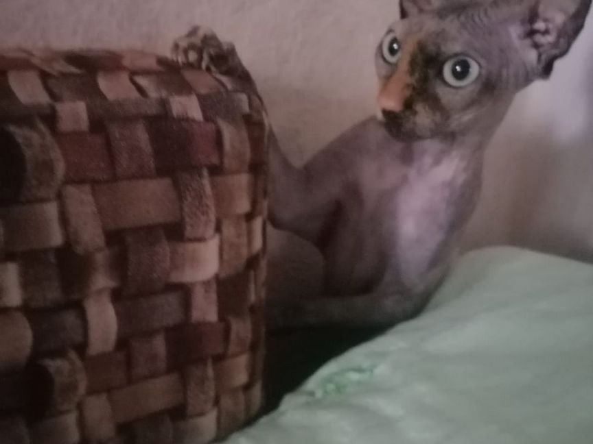 Канадский сфинкс бархатная