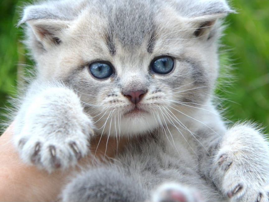 Шотландский принц