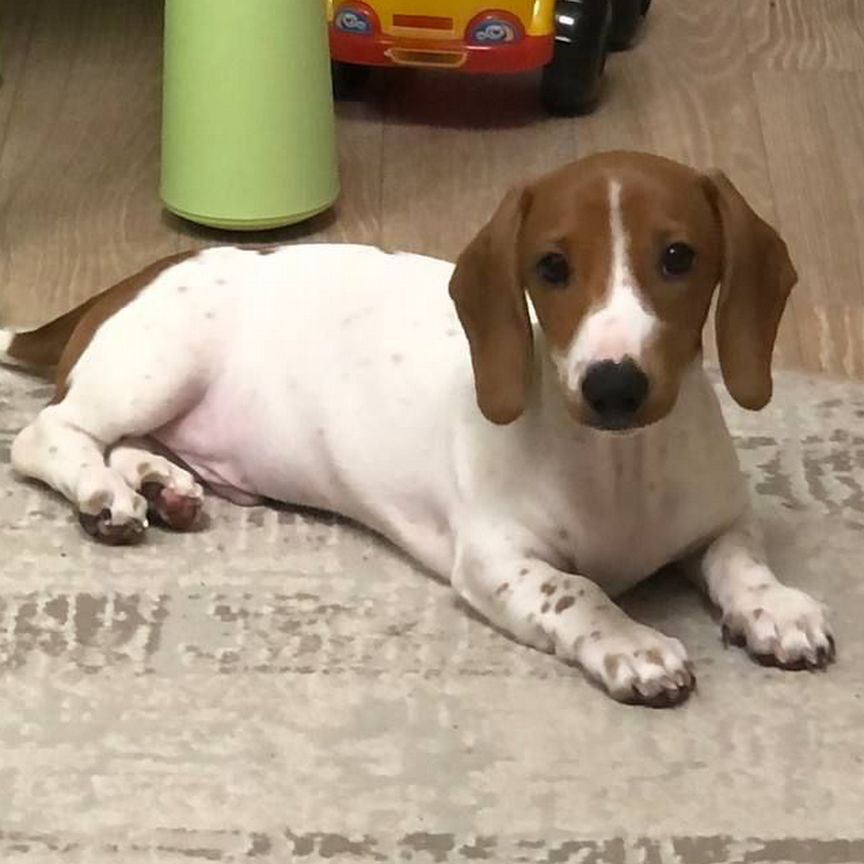 Такса, щенок