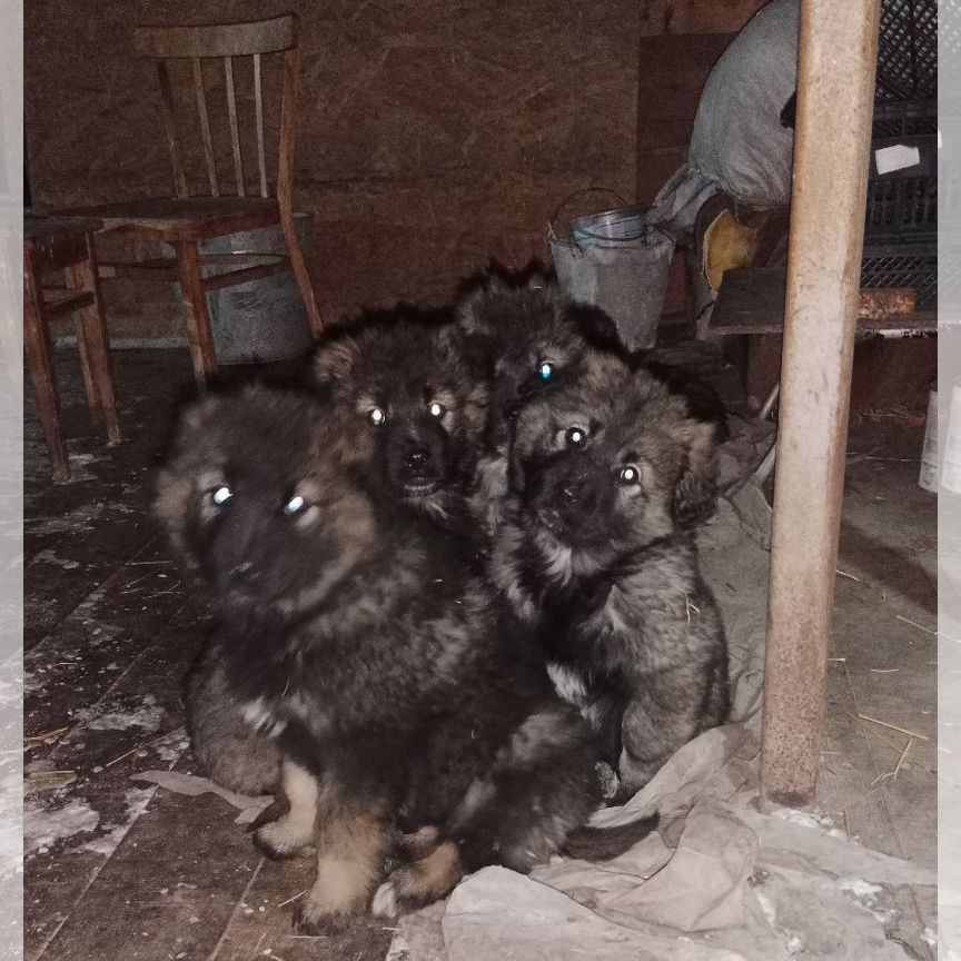 Кавказская овчарка, щенок