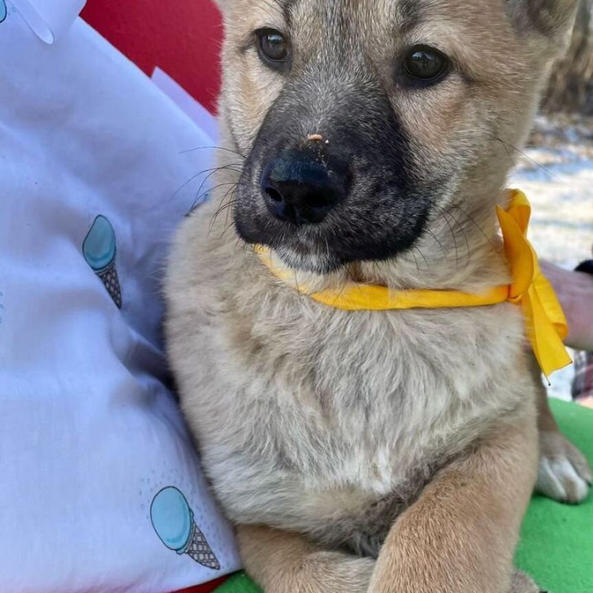 Лола ждет хозяина