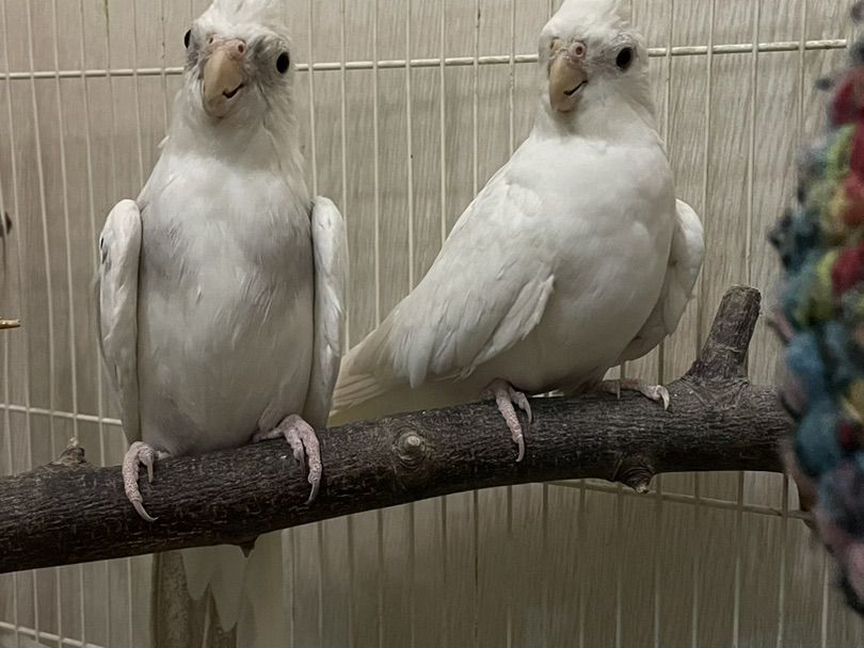Кореллы безщекие