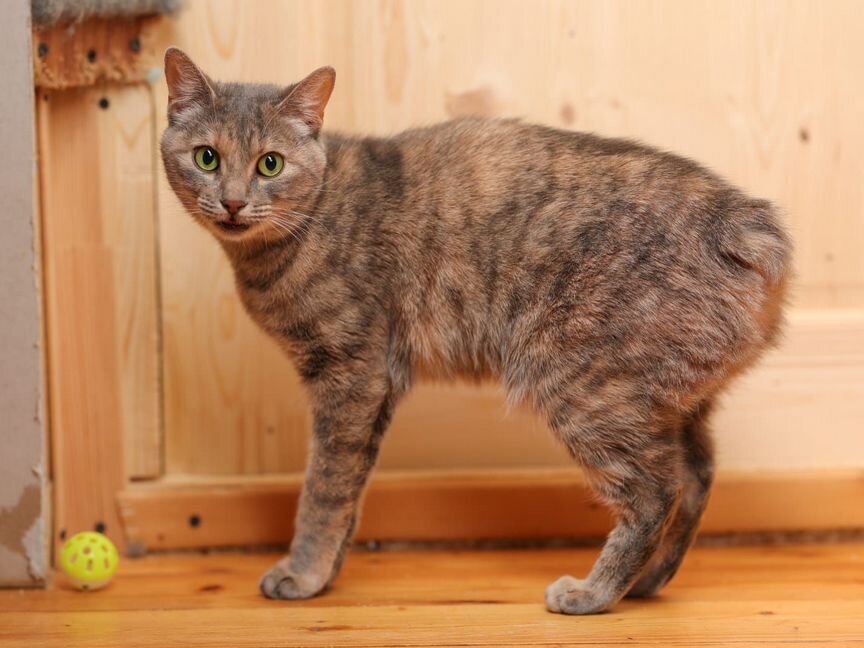 Кошка ищет семью