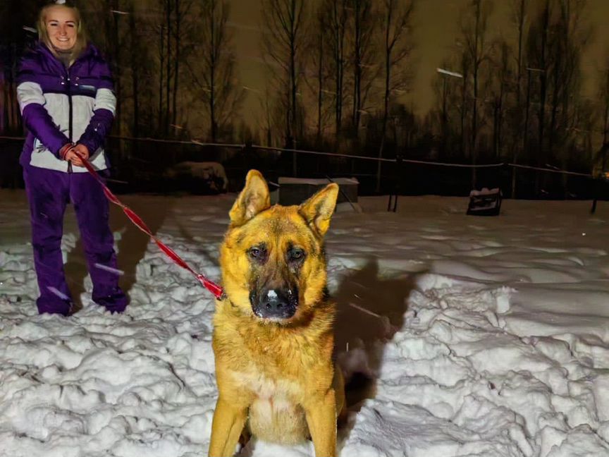 Немецкая овчарка в добрые руки