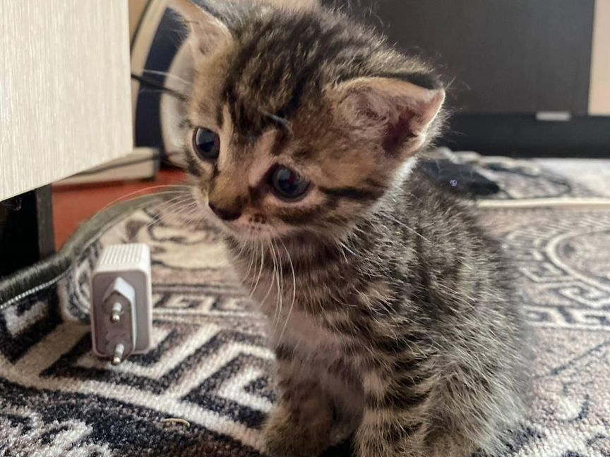 Самые лучшие малыши В добрые руки