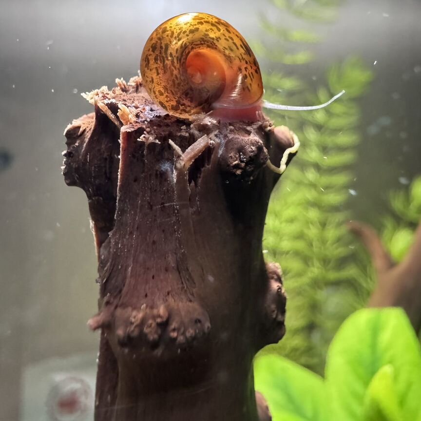 Улитка катушка