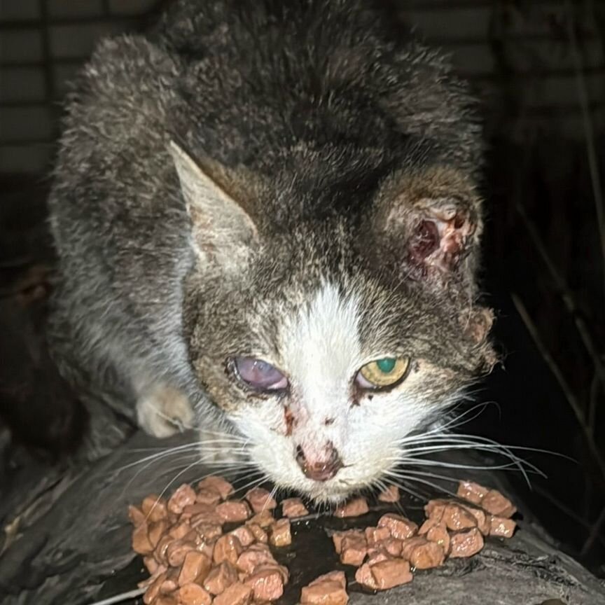 Взрослый кот в добрые руки