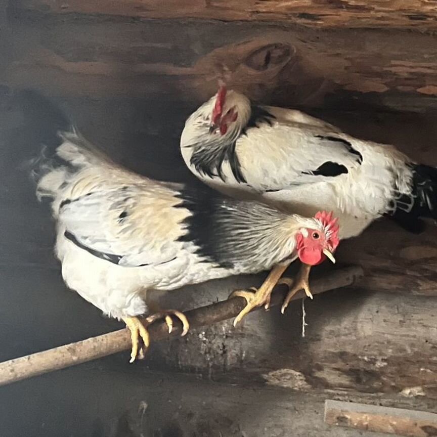 Продам петуха