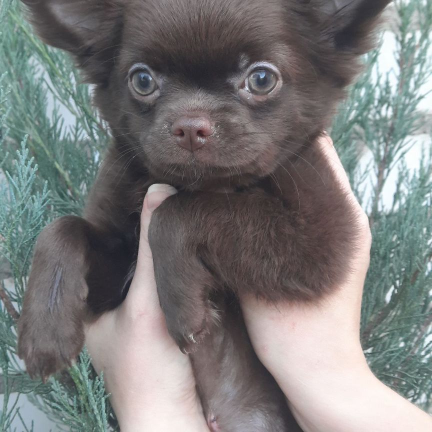 Чихуахуа Шокодевочка