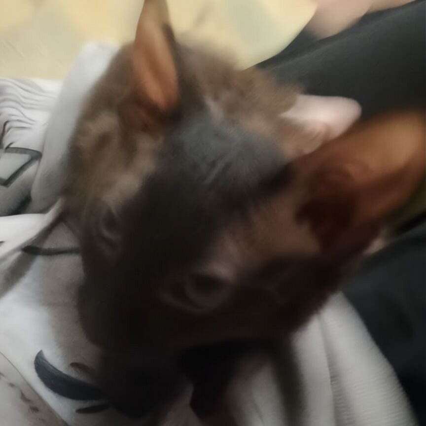 Корниш-рекс котёнок