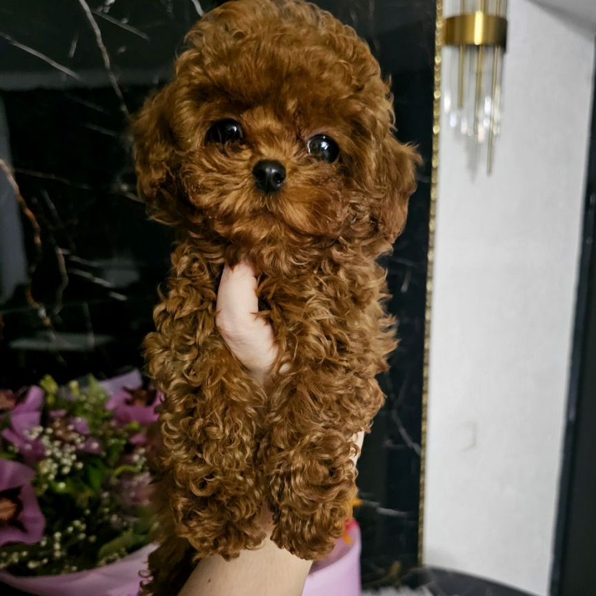 Той-пудель, щенок