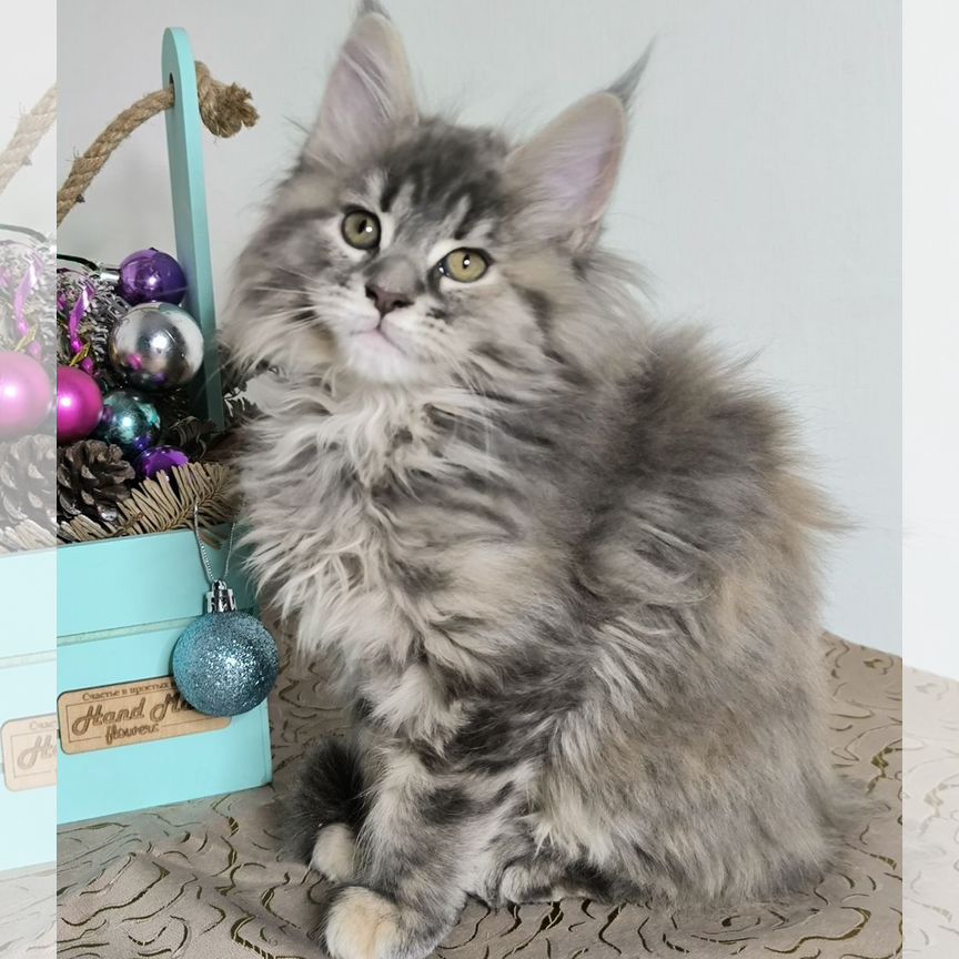 Котята мейн-кун