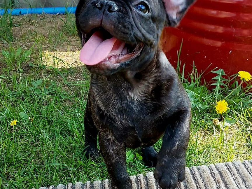 Французский бульдог