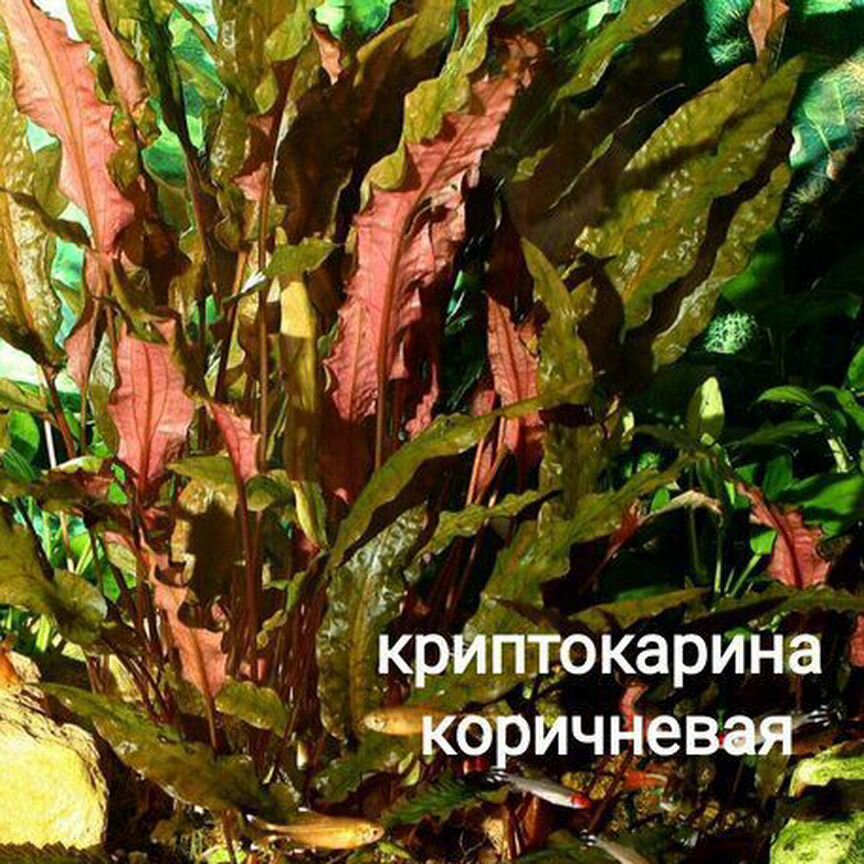 Аквариумные рыбки и растения