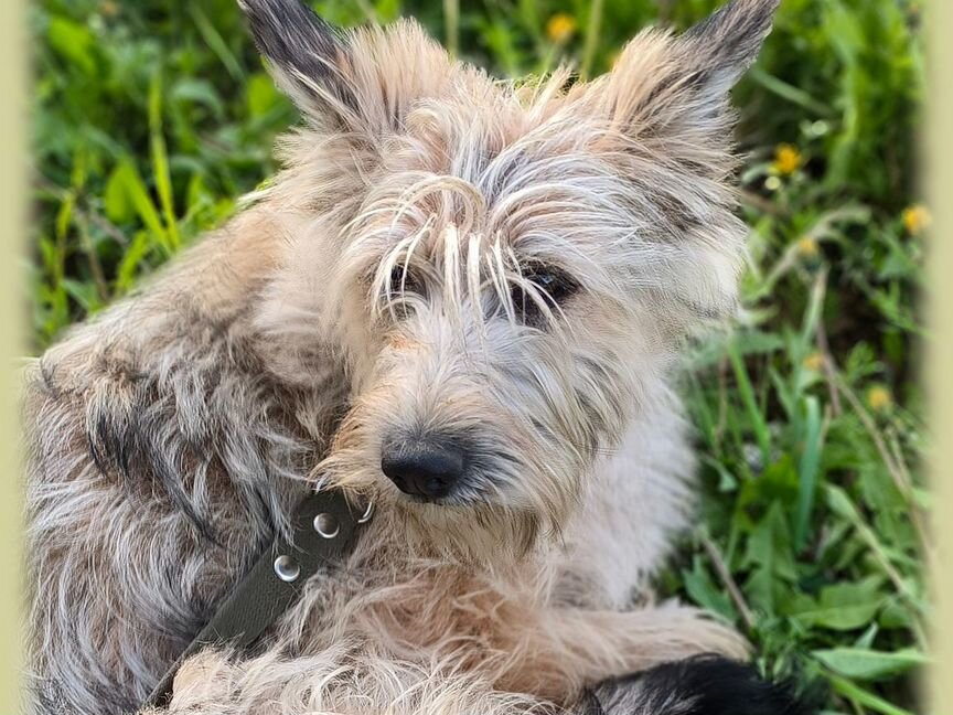 Щенок девочка в добрые руки