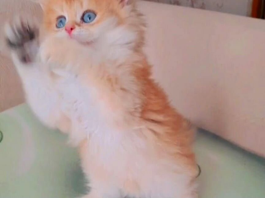 Золотой британский котик